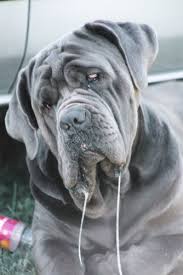 mastiff drool | Mastiff Pride